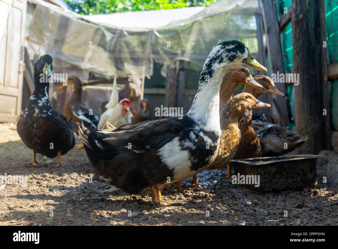 Domestic ducks in poultry yard during feeding Stock Photo - Alamy