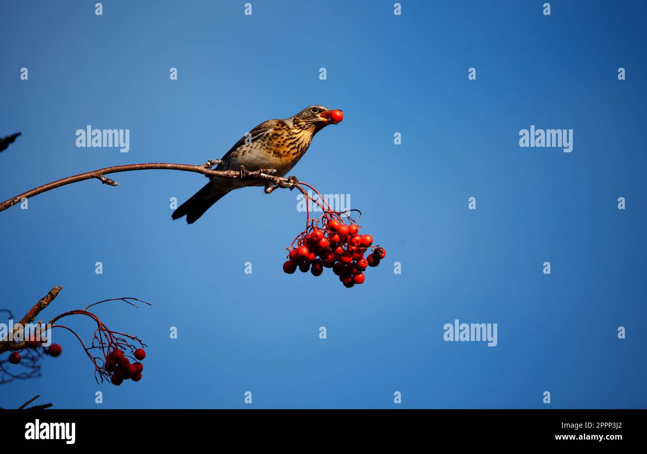 Female fieldfare hi-res stock photography and images - Alamy