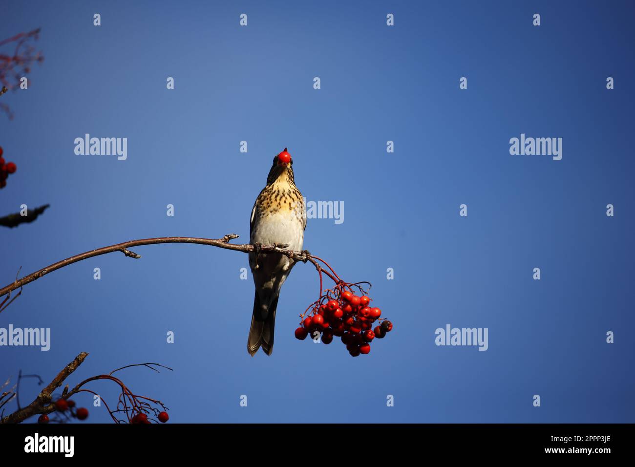 Female fieldfare hi-res stock photography and images - Alamy