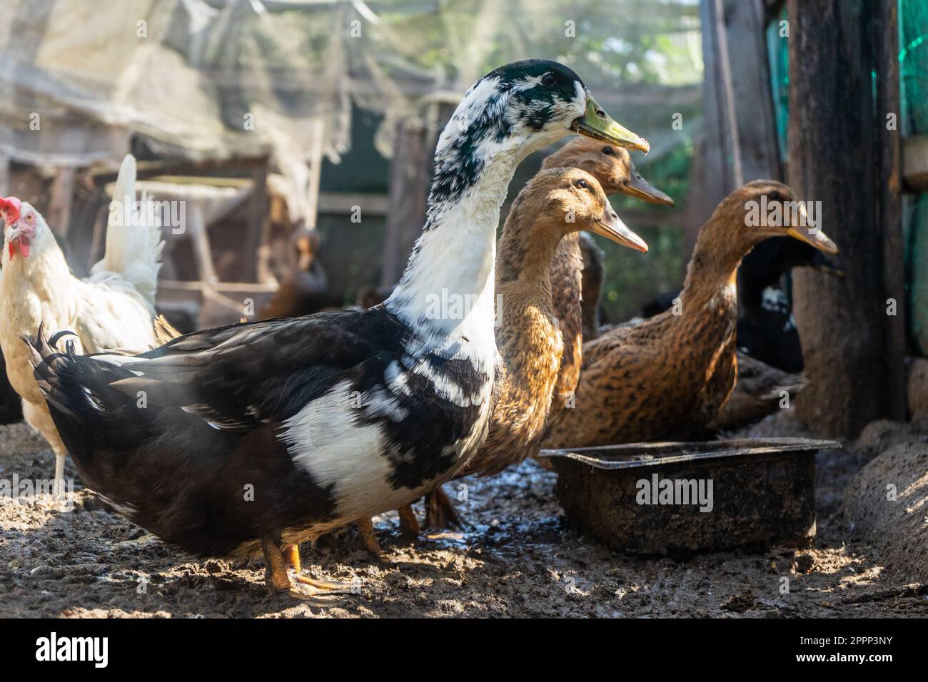 Domestic ducks in poultry yard during feeding Stock Photo - Alamy