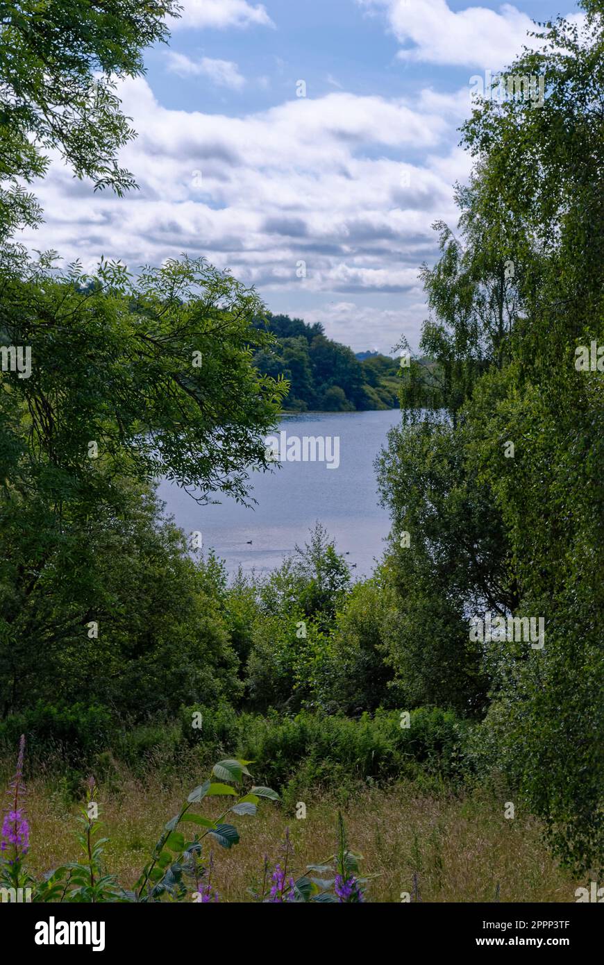 A view of Loch Fithie through the Trees from a path in Murton Nature ...