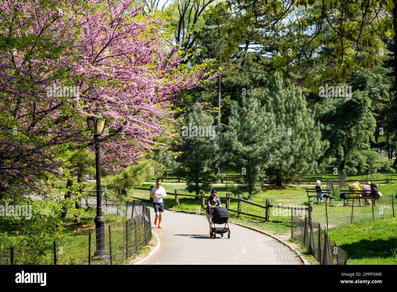 Arthur ross pinetum in central park hi-res stock photography and images ...
