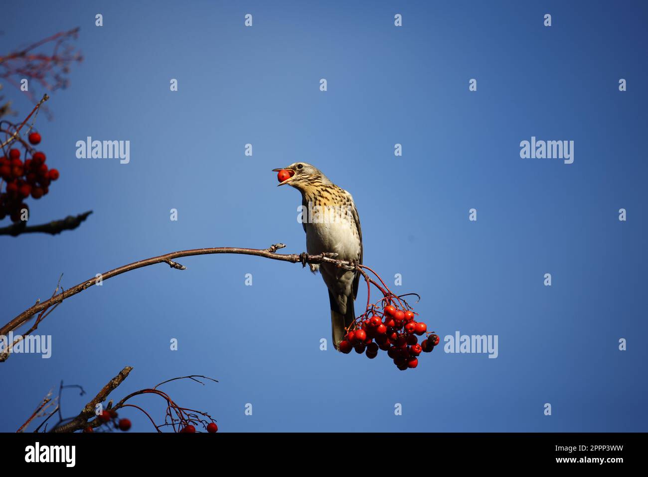 Female fieldfare hi-res stock photography and images - Alamy