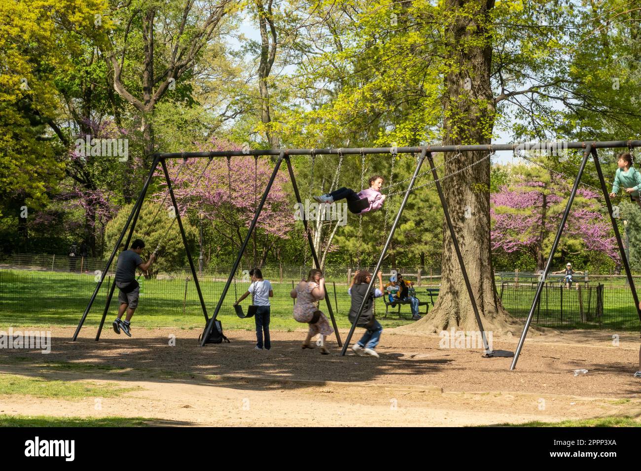Arthur ross pinetum in central park hi-res stock photography and images ...