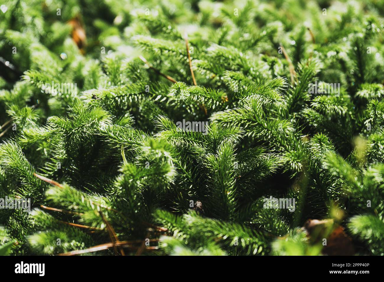Dense soft sphagnum moss of rich green color Stock Photo - Alamy