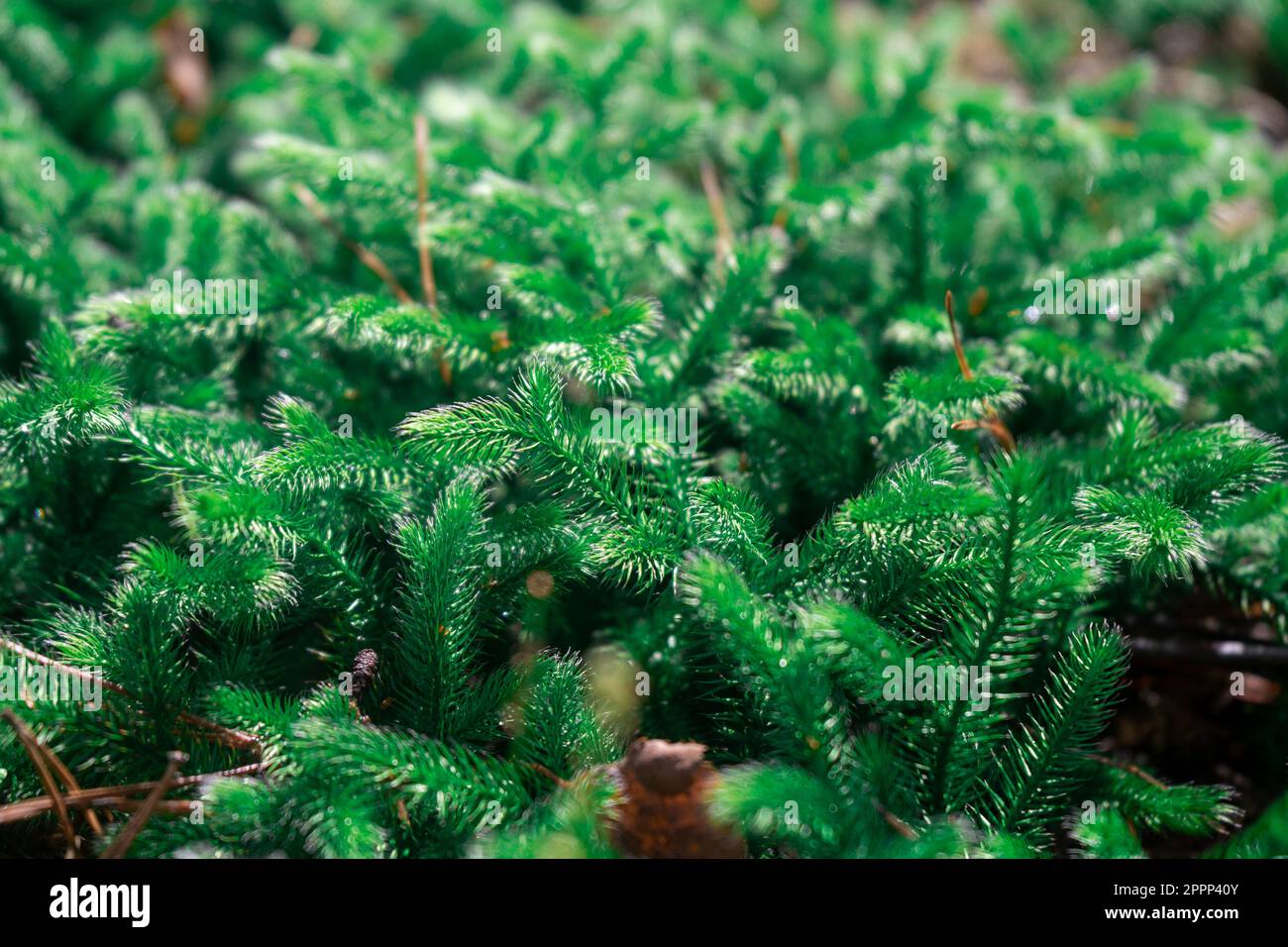 Dense soft sphagnum moss of rich green color Stock Photo - Alamy
