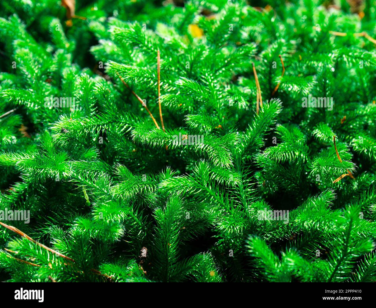Dense soft sphagnum moss of rich green color Stock Photo - Alamy