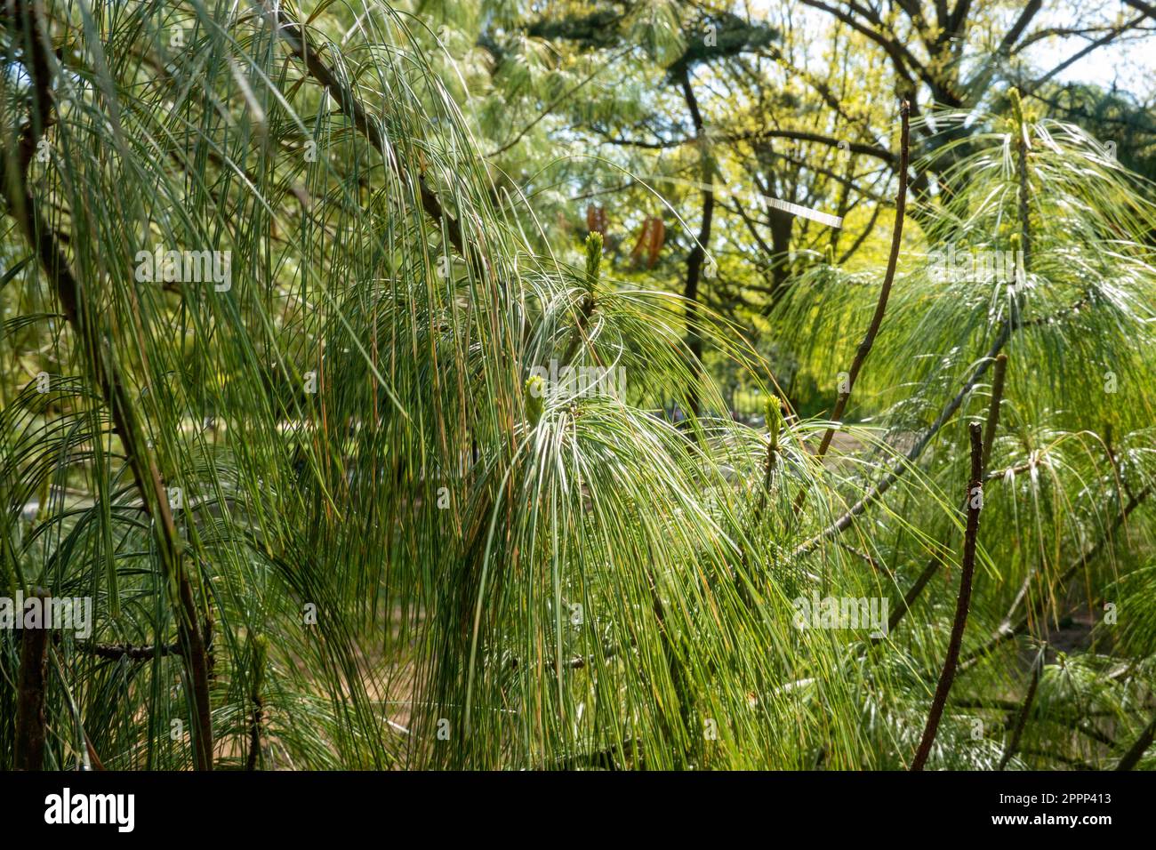 Arthur ross pinetum in central park hi-res stock photography and images ...