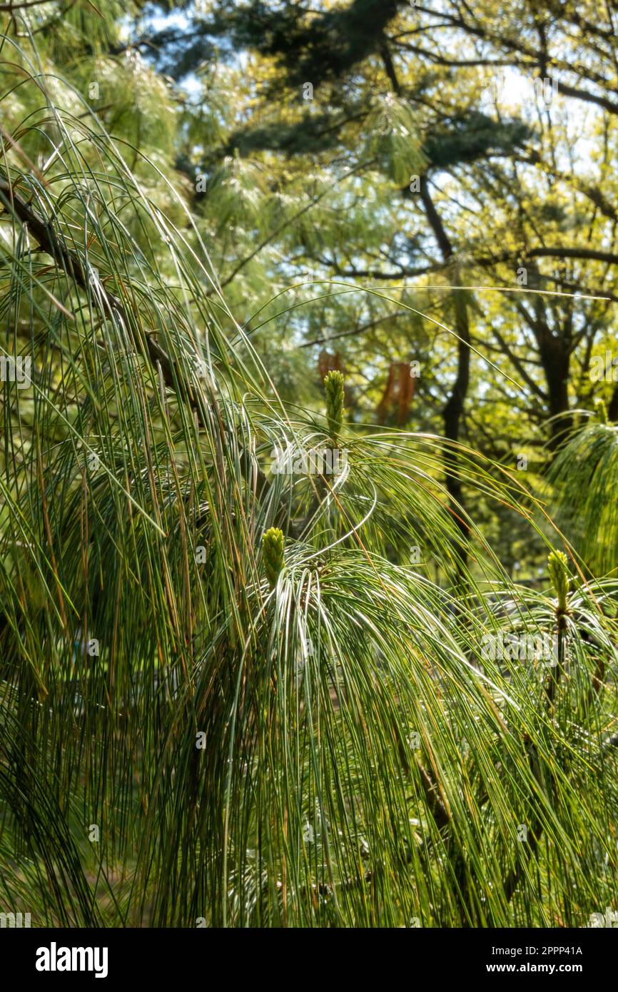 Arthur ross pinetum in central park hi-res stock photography and images ...