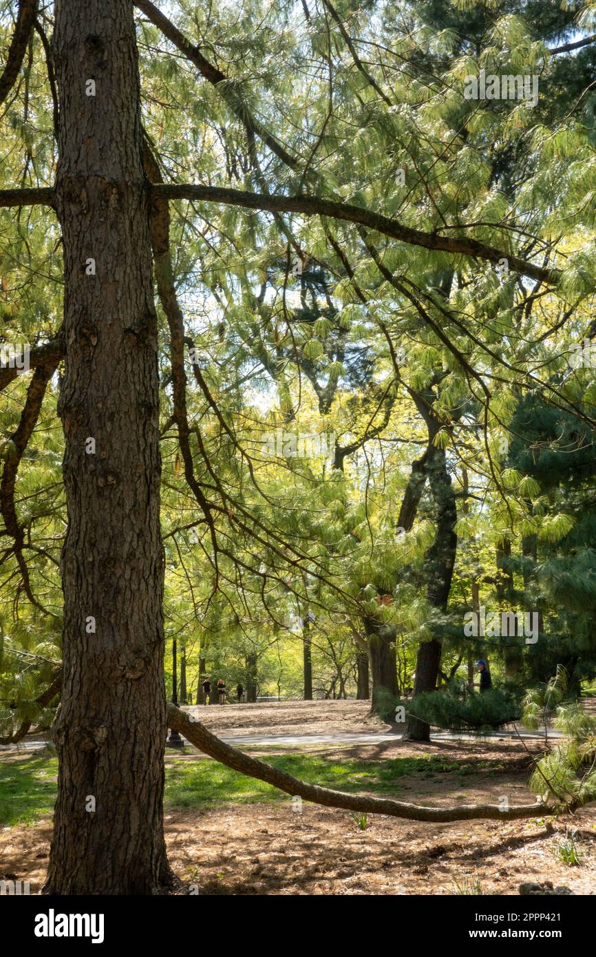 Arthur ross pinetum in central park hi-res stock photography and images ...