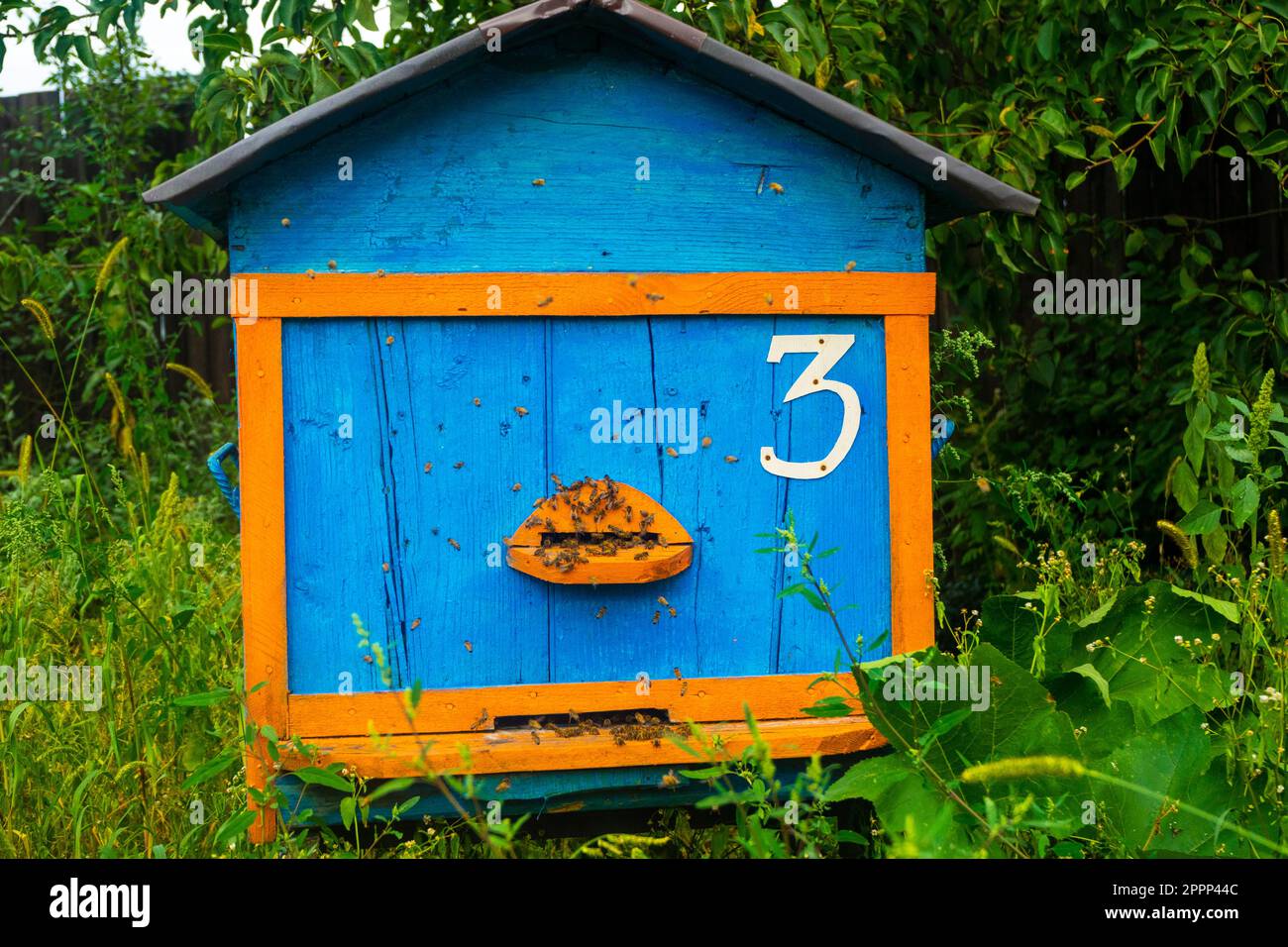 Bee hive frame blue yellow color in green garden Stock Photo - Alamy