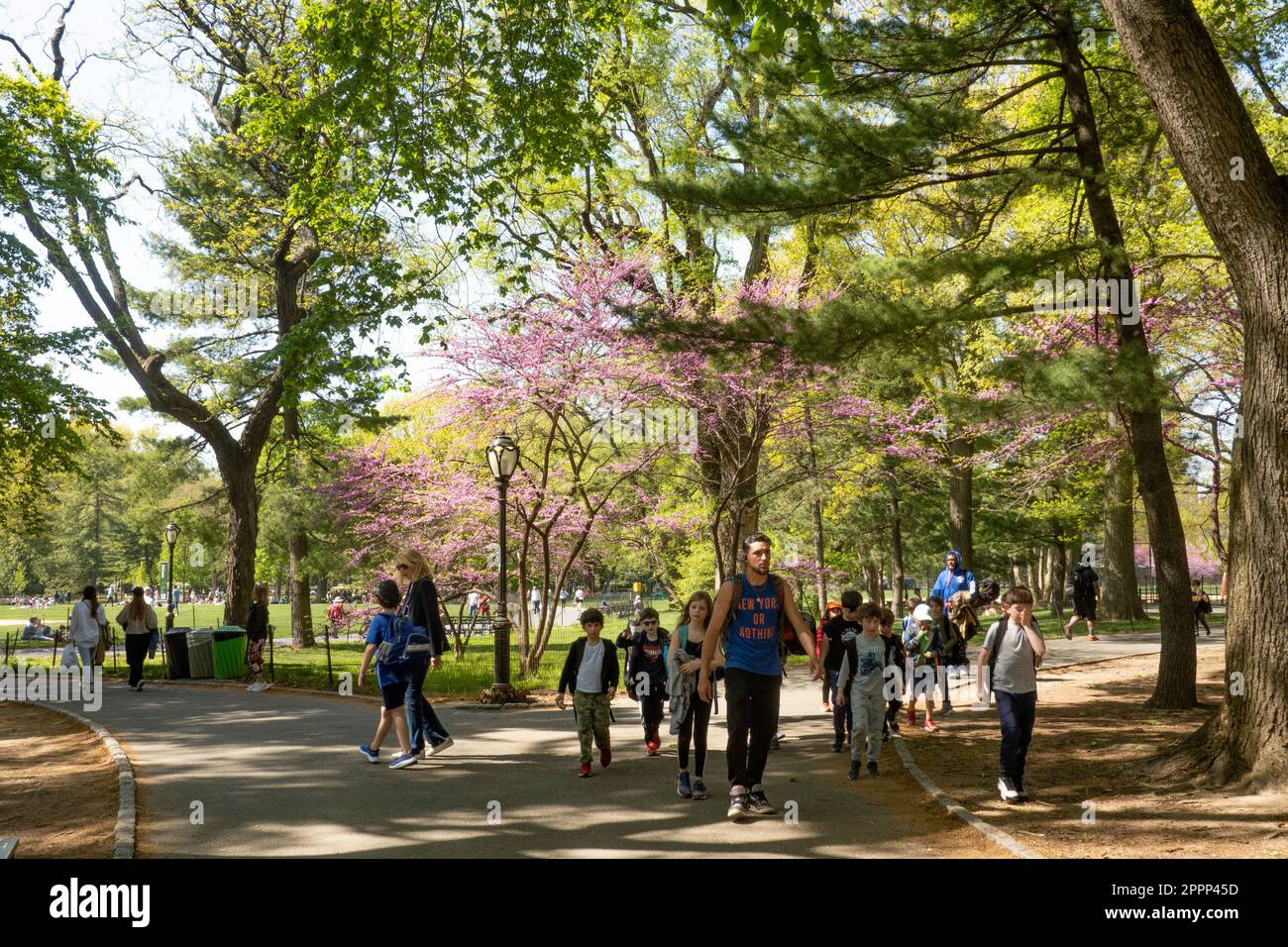 Arthur ross pinetum in central park hi-res stock photography and images ...