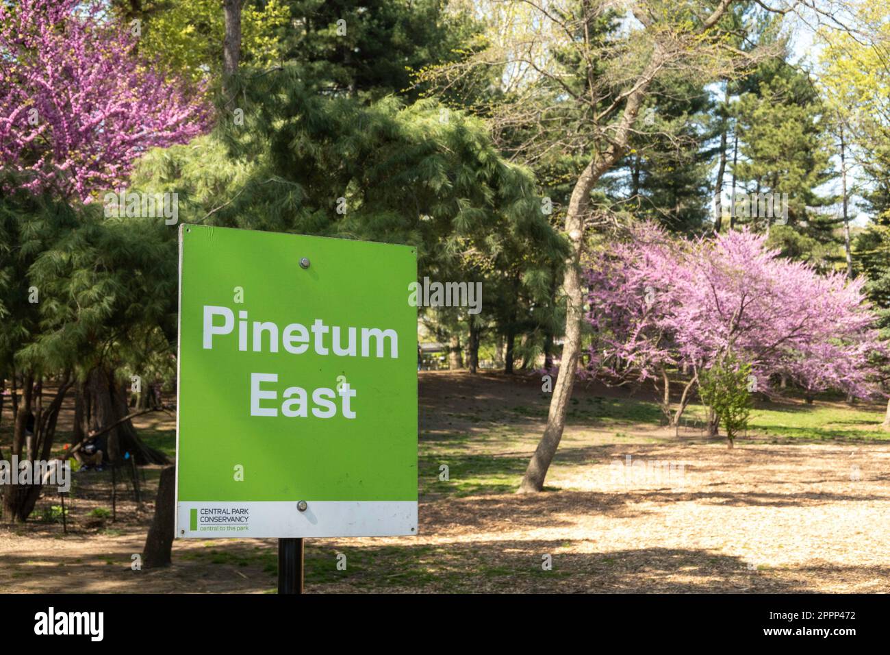 Arthur ross pinetum in central park hi-res stock photography and images ...