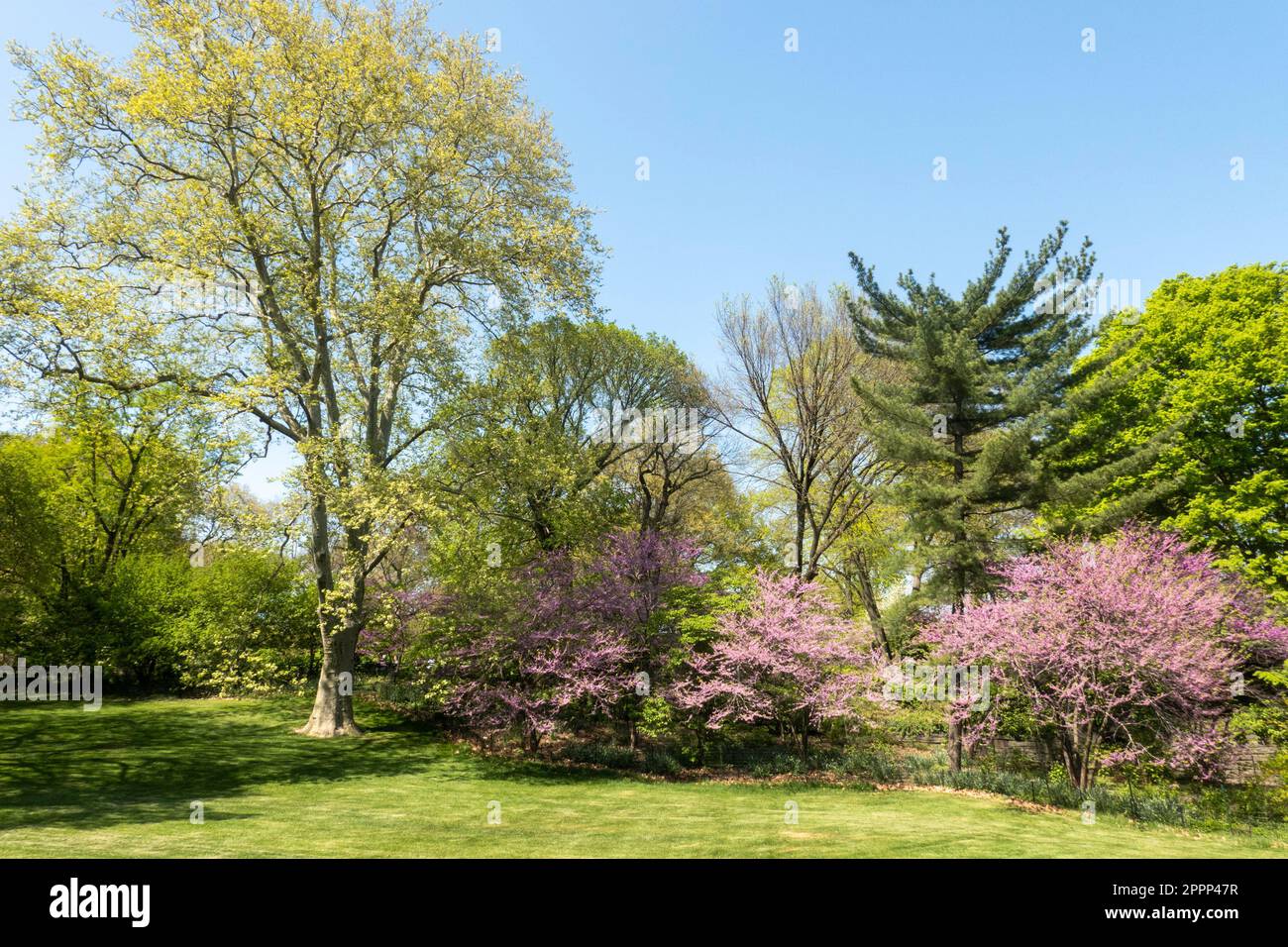 Arthur ross pinetum in central park hi-res stock photography and images ...