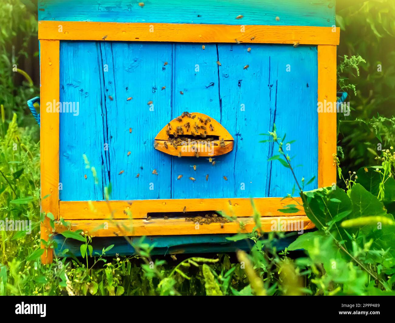 Bee hive frame blue yellow color in green garden Stock Photo - Alamy