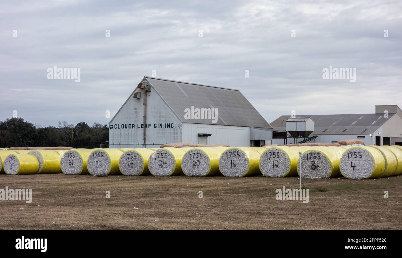 Cotton in the u s hi-res stock photography and images - Alamy