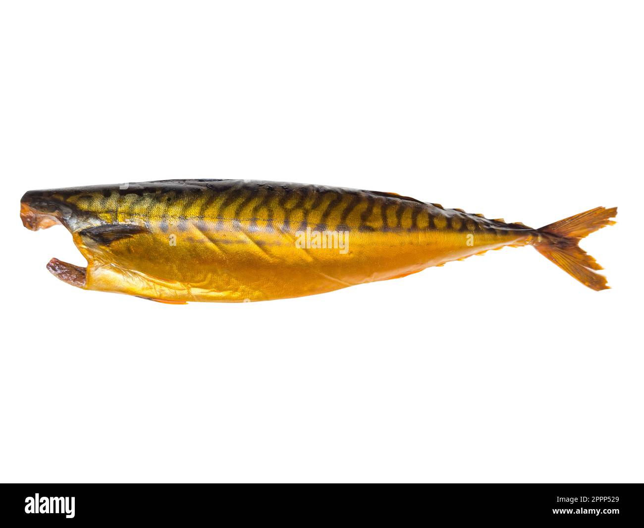 Hot smoked mackerel fish isolated on white background. Smoked fish ...
