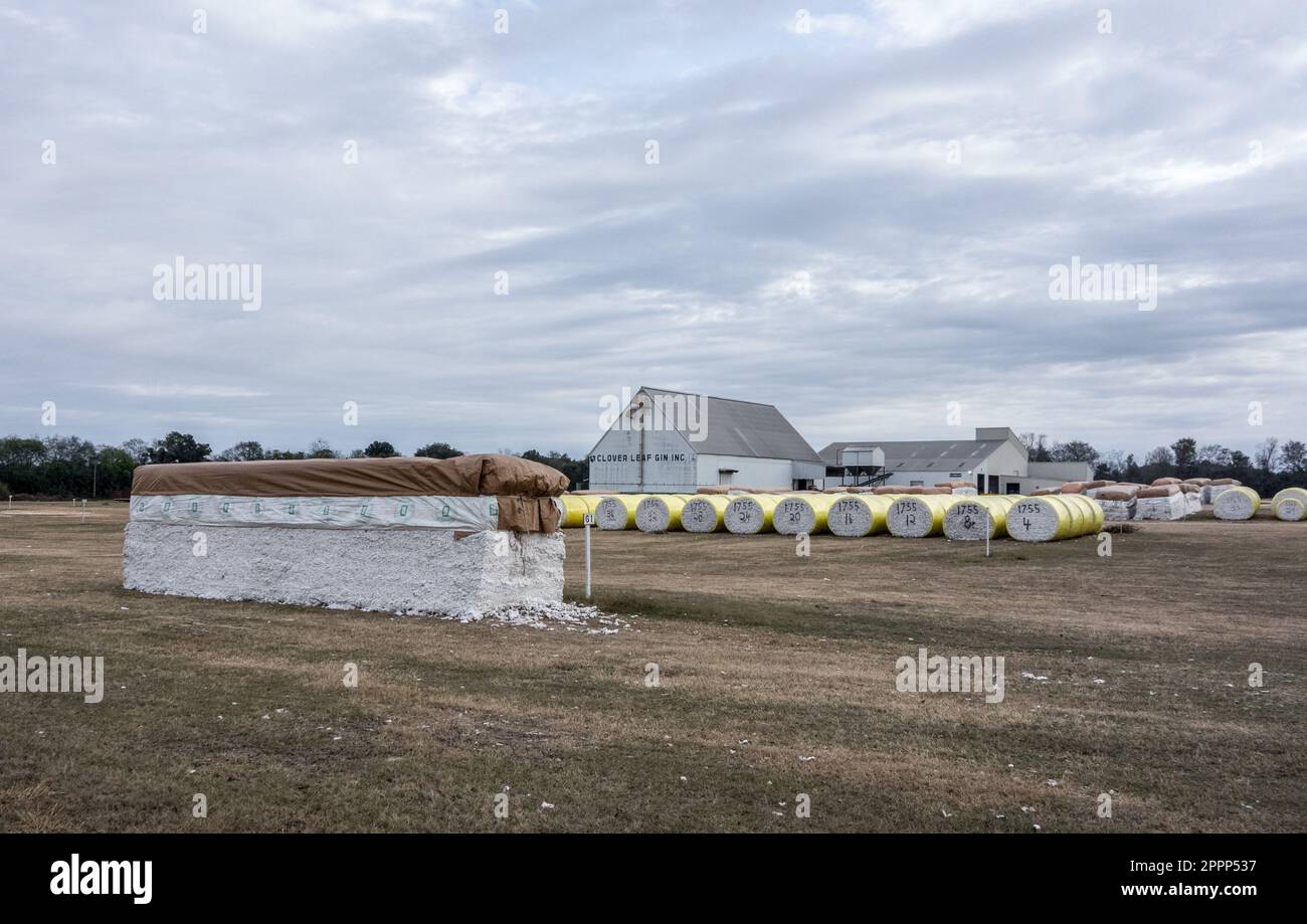 Cotton in the u s hi-res stock photography and images - Alamy