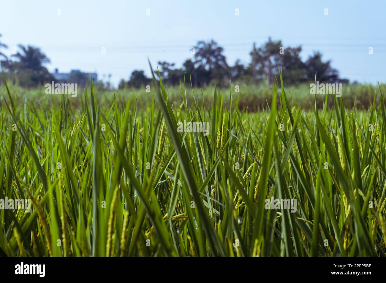 Ripe ears of rice. rice plant is green Stock Photo - Alamy