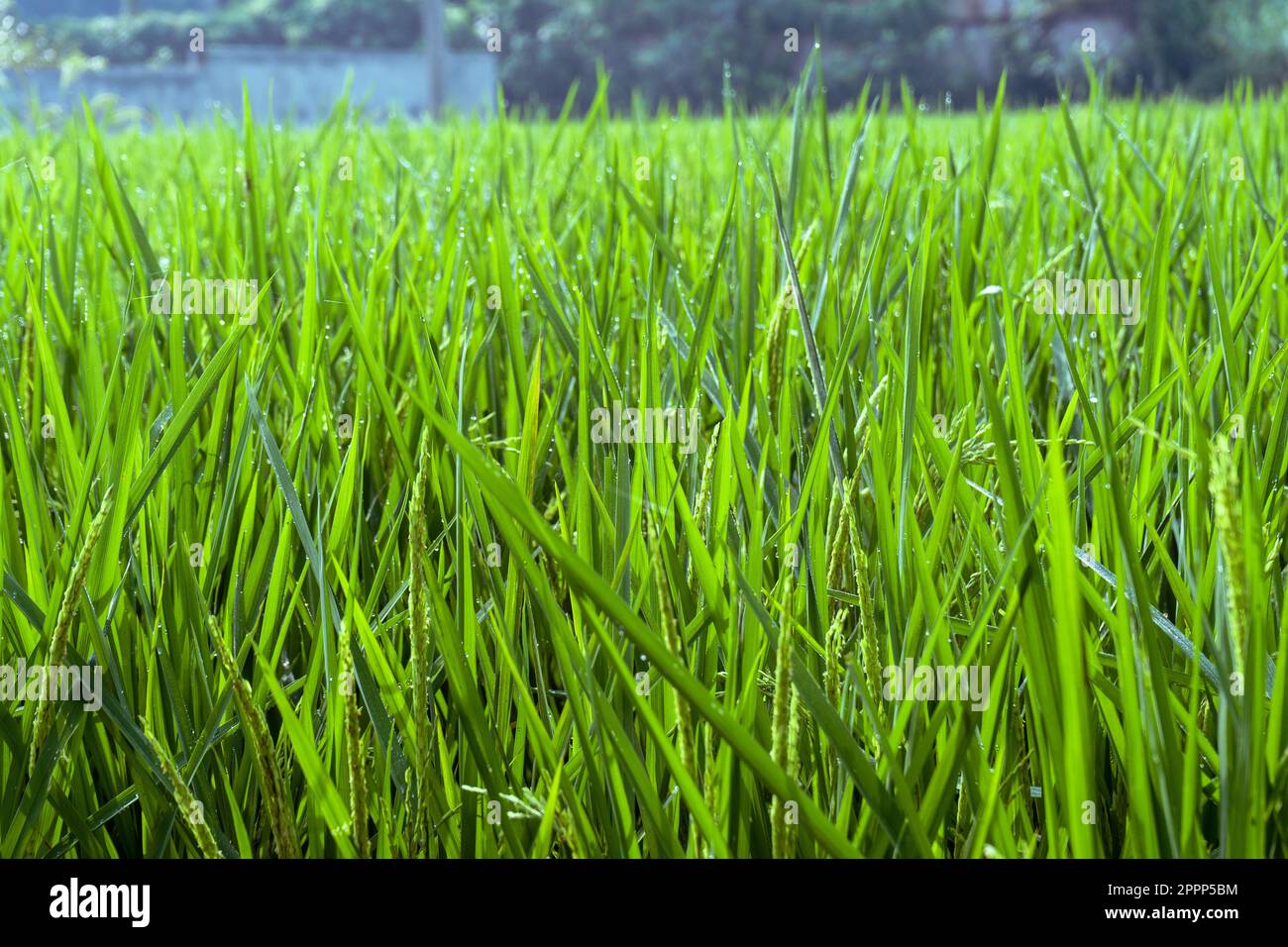 Ripe ears of rice. Rice field green rice stalks Stock Photo - Alamy