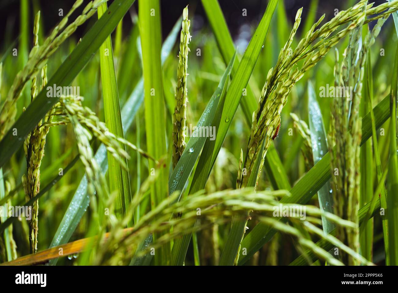 Ripe ears of rice. Rice field green rice stalks Stock Photo - Alamy