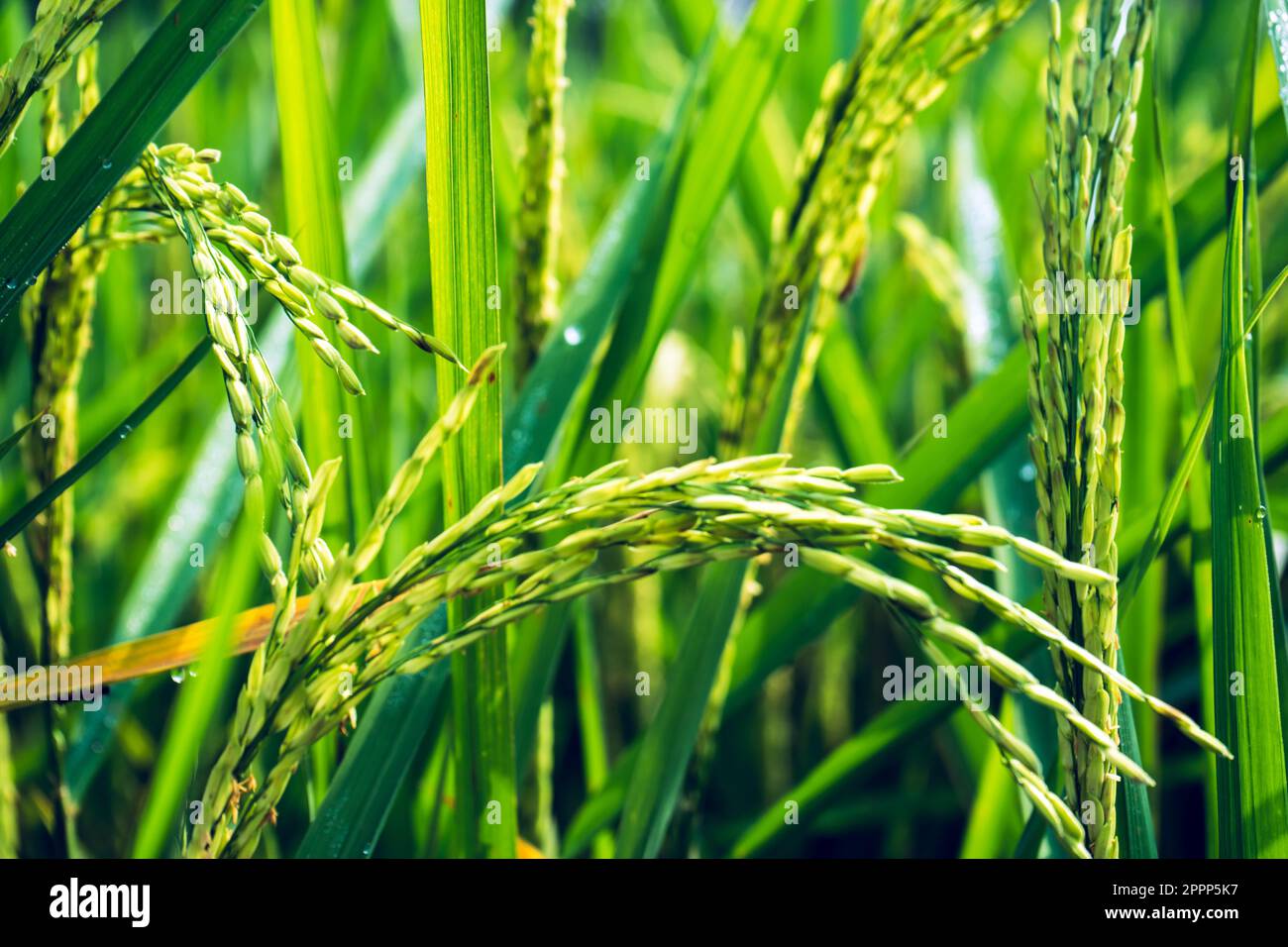 Ripe ears of rice. Rice field green rice stalks Stock Photo - Alamy