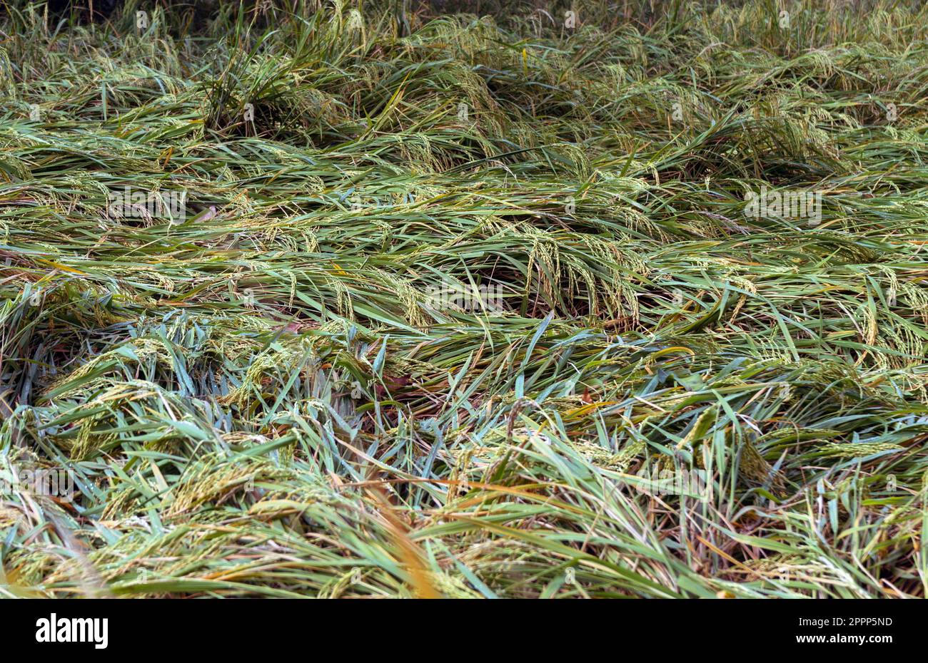 Falling winds hi-res stock photography and images - Alamy