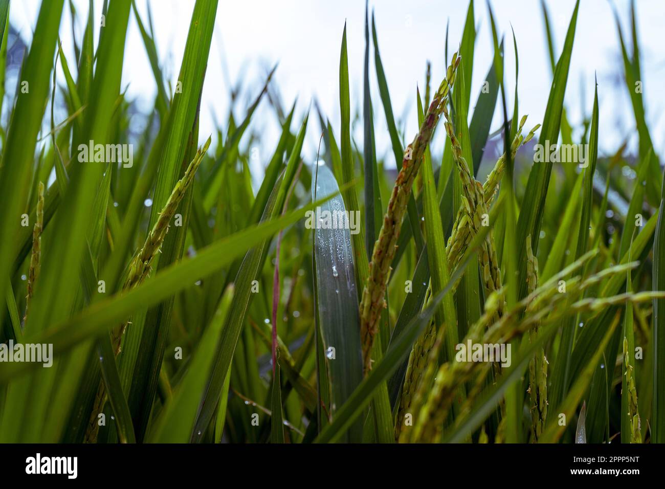 Rice field green rice stalks with dew drops. Ripe ears of rice Stock ...