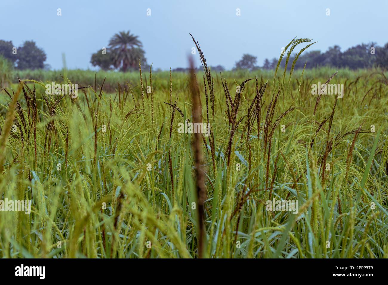 Ripe ears of rice. The rice plant Stock Photo - Alamy