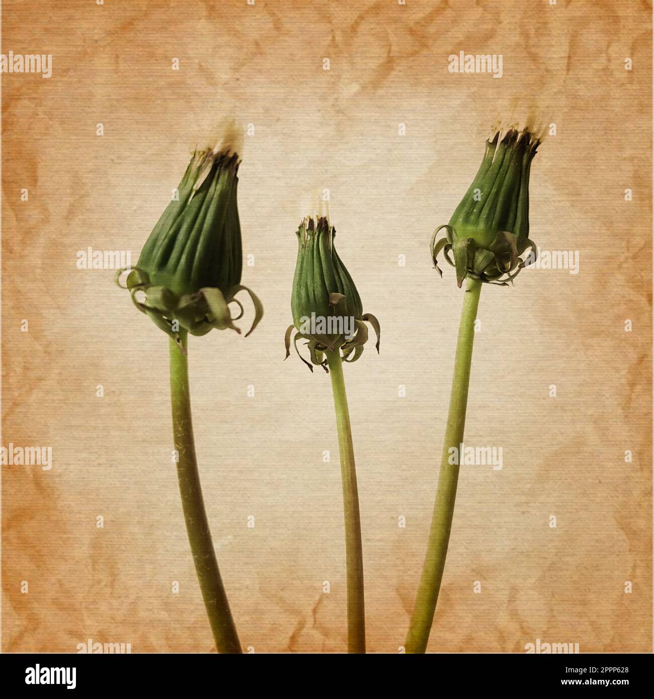 three closed dandelion flowers in rerto art background Stock Photo - Alamy