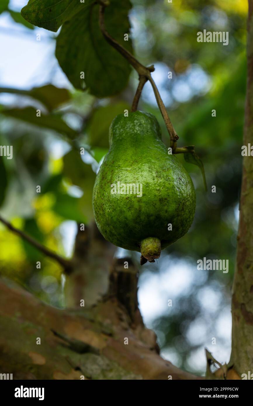 green color guava fruit hanging on branch Stock Photo - Alamy