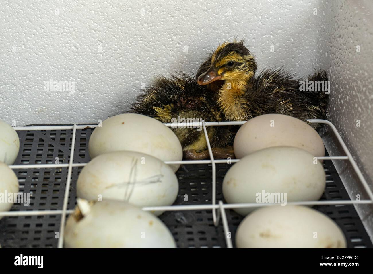 First-born chicks of geese in an incubator. The first chicks are ...