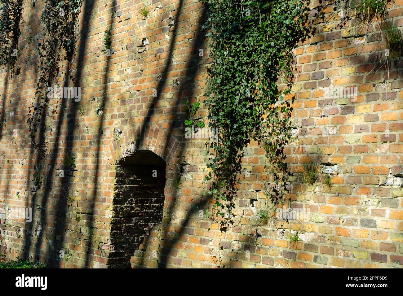 The old brick wall of the fortress covered with ivy The plant that grew ...