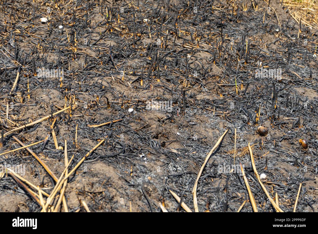 field of burnt grass. The field after the fire Stock Photo - Alamy