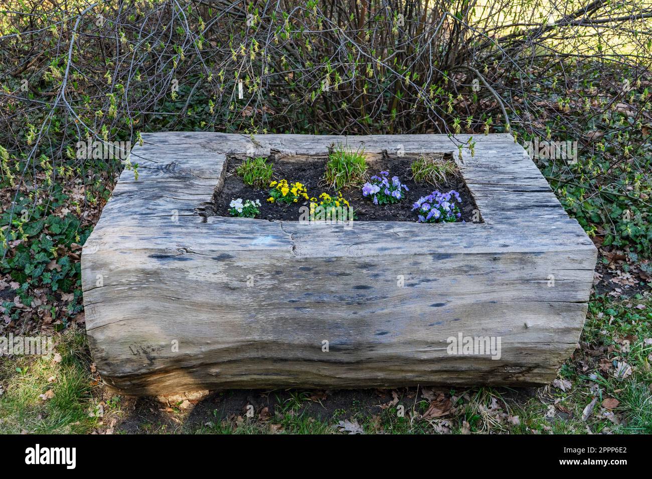 Blooming flowers in a flowerbed from an old large wooden deck. flower ...