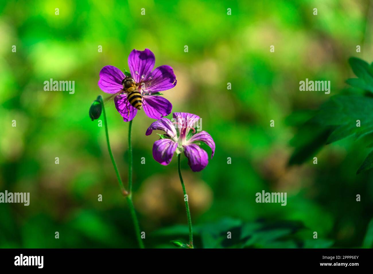 geranium flowering with honey bee collecting pollen. Geranium ibericum ...