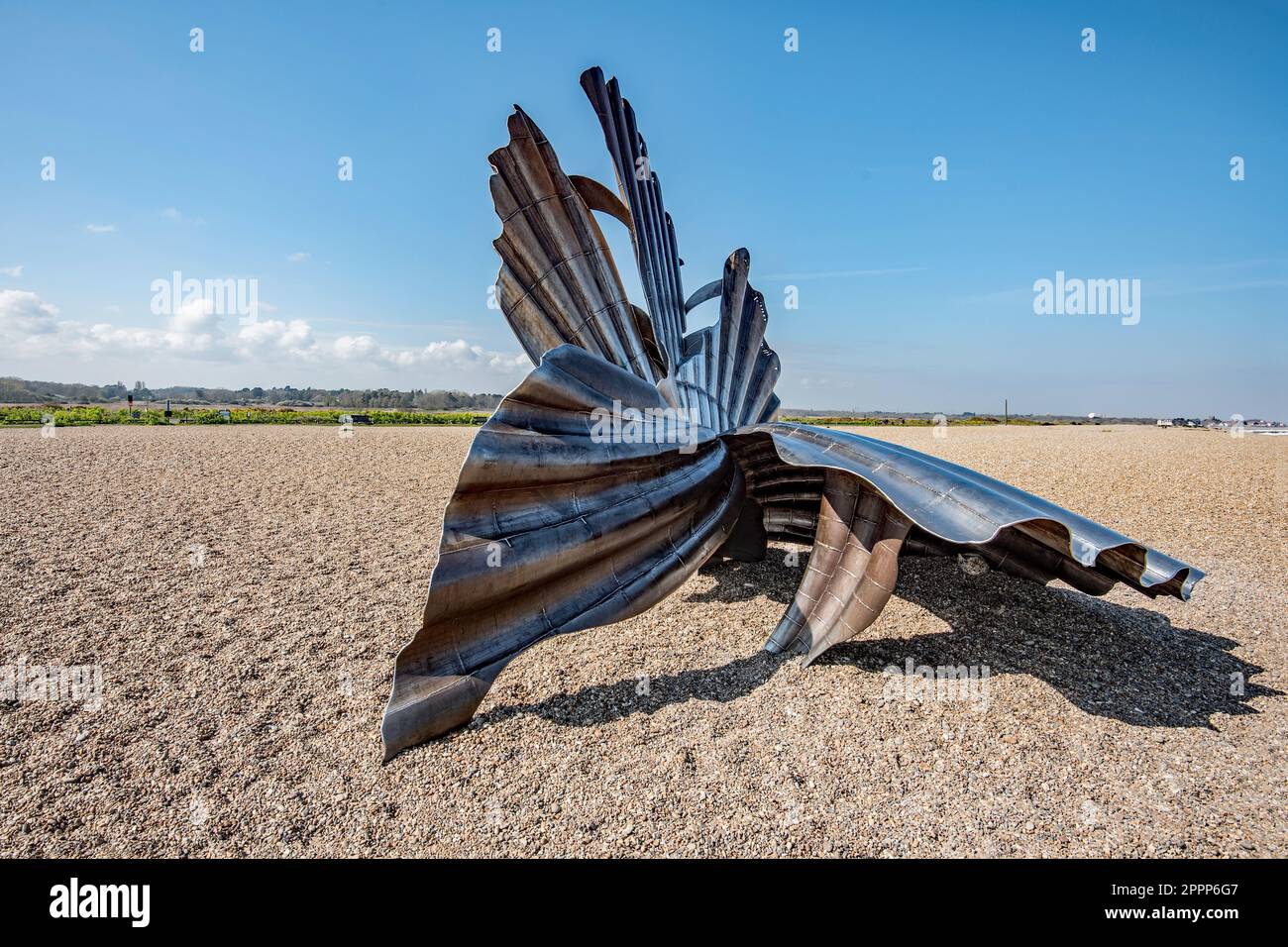 Scallop shell on the beach between Aldeburgh and Thorpeness a striking ...