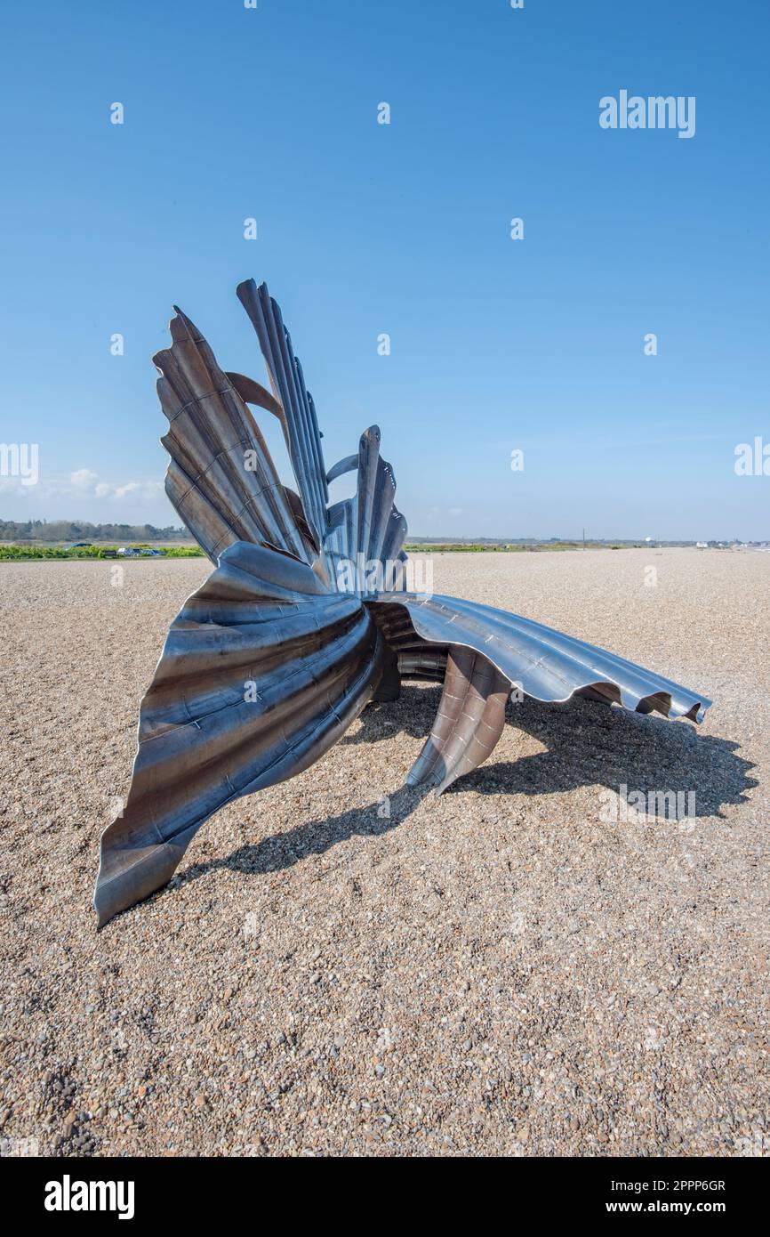 Scallop shell on the beach between Aldeburgh and Thorpeness a striking ...