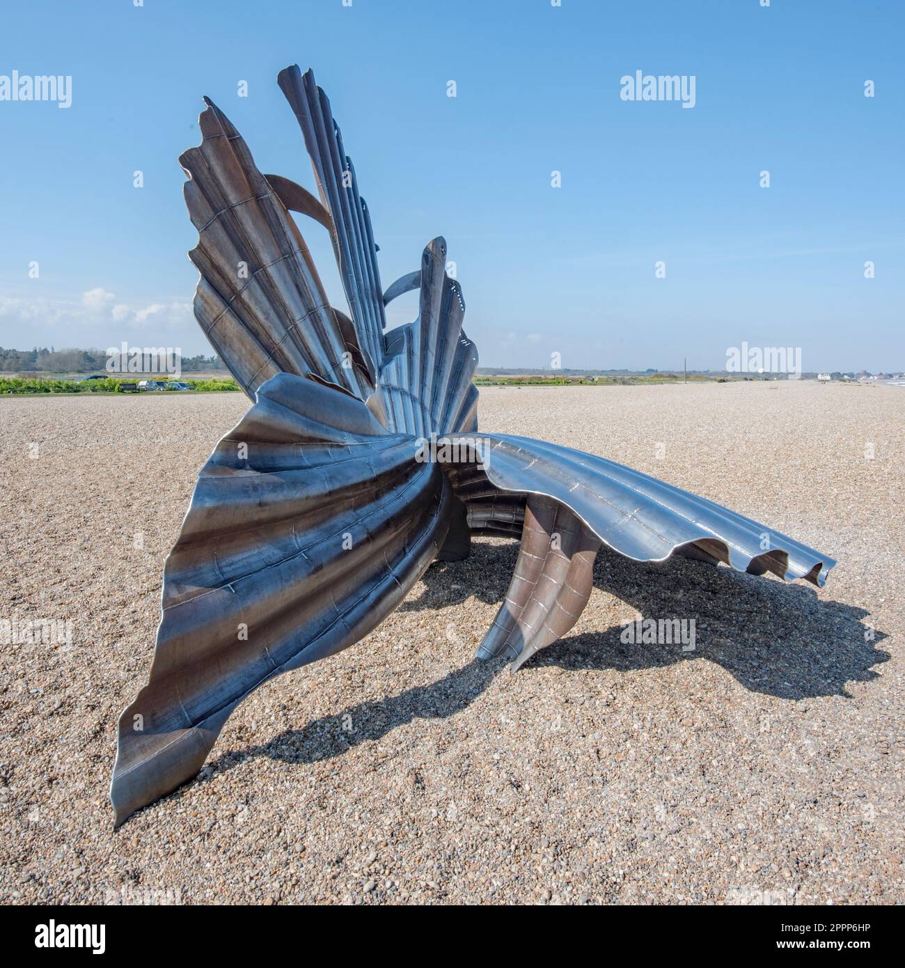 Scallop shell on the beach between Aldeburgh and Thorpeness a striking ...