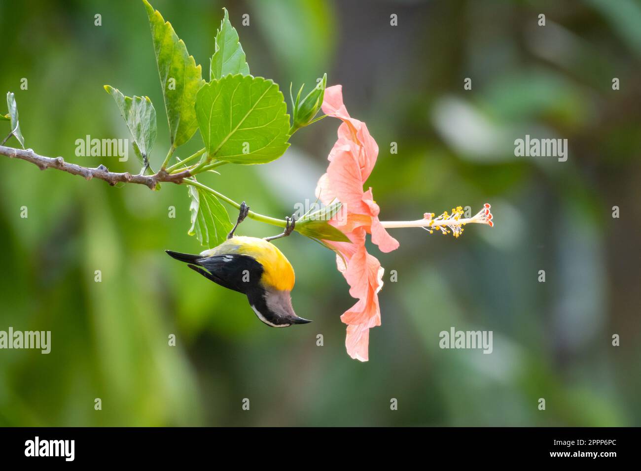 Bananaquit, a small bird hanging upside down on a tropical pink ...