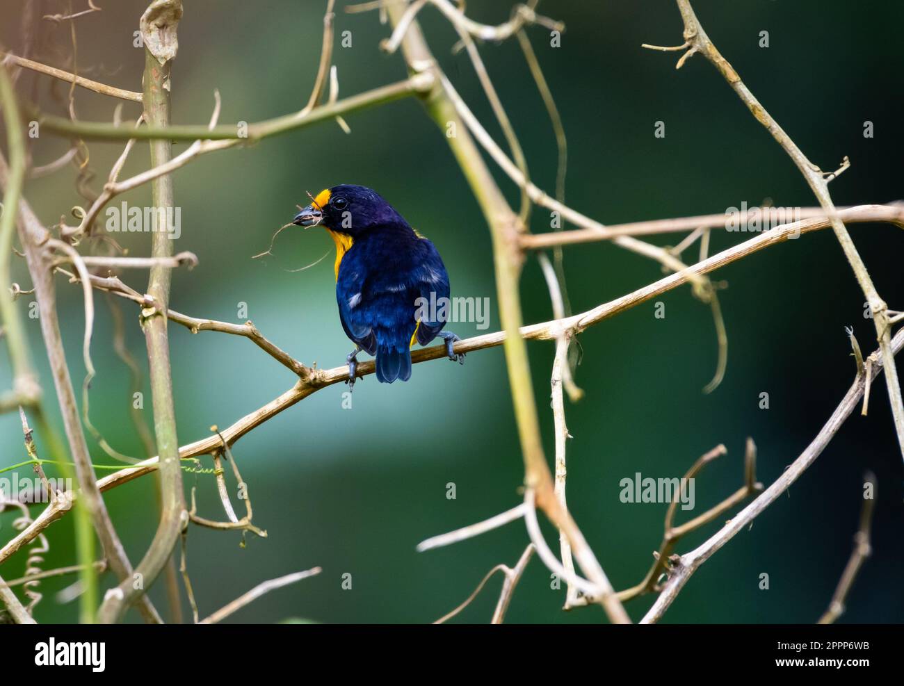 Songbird with nest material hi-res stock photography and images - Alamy