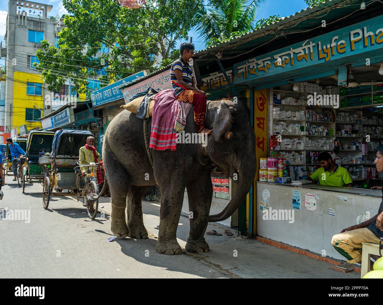 Ishwardi, Bangladesh - 10.10.2022: man riding an elephant near pharmacy ...