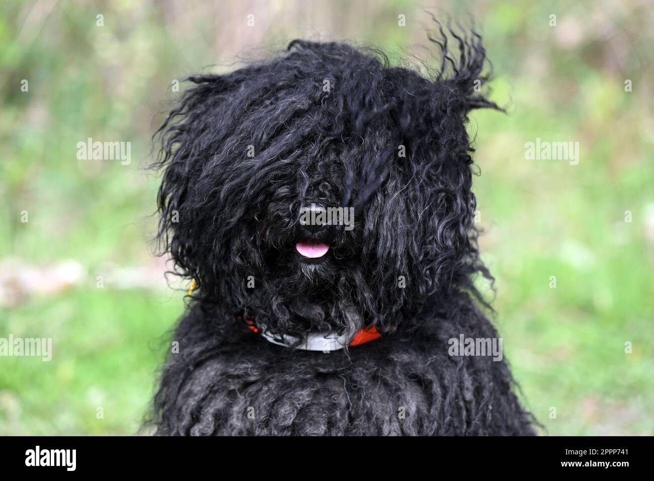 Portrait of black Hungarian Puli dog facing the camera Stock Photo - Alamy