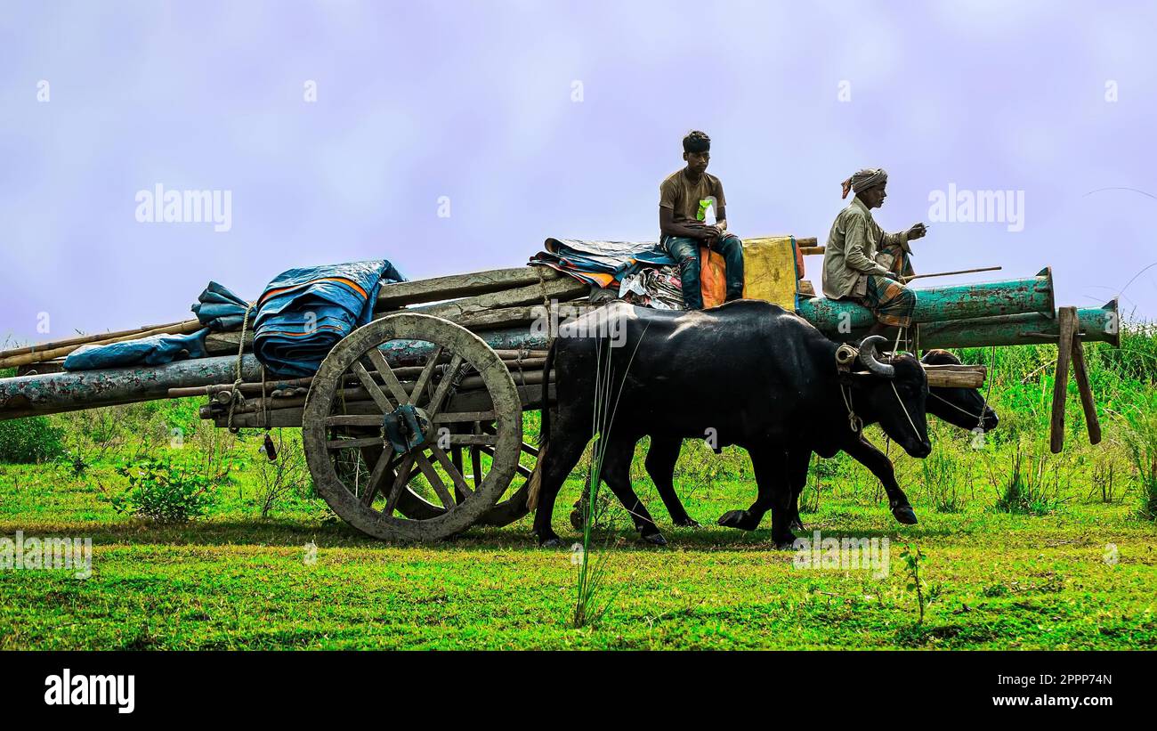 Bull pulling cart hi-res stock photography and images - Alamy