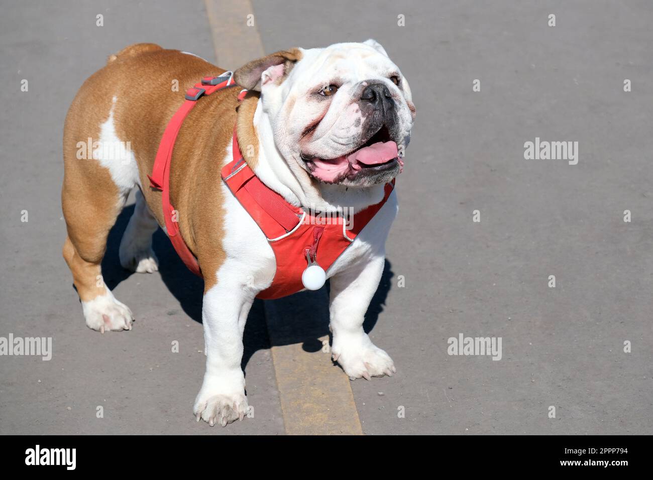 British bull dog hi-res stock photography and images - Alamy