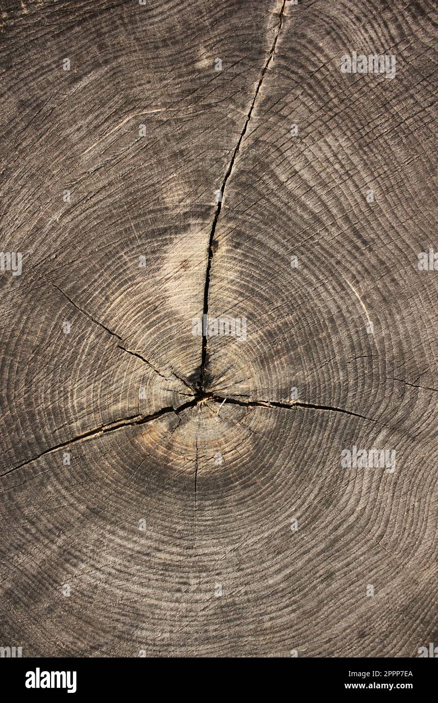 Full frame view of a cross section of a cut tree trunk Stock Photo - Alamy