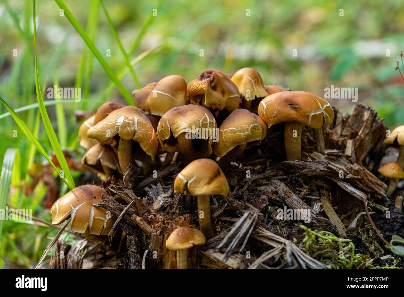 hypholoma fasciculare inedible mushrooms. Poisonous mushrooms growing ...