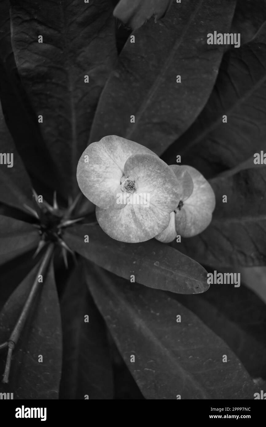 Beautiful crown of thorns flowers growing on the bush in full bloom in ...