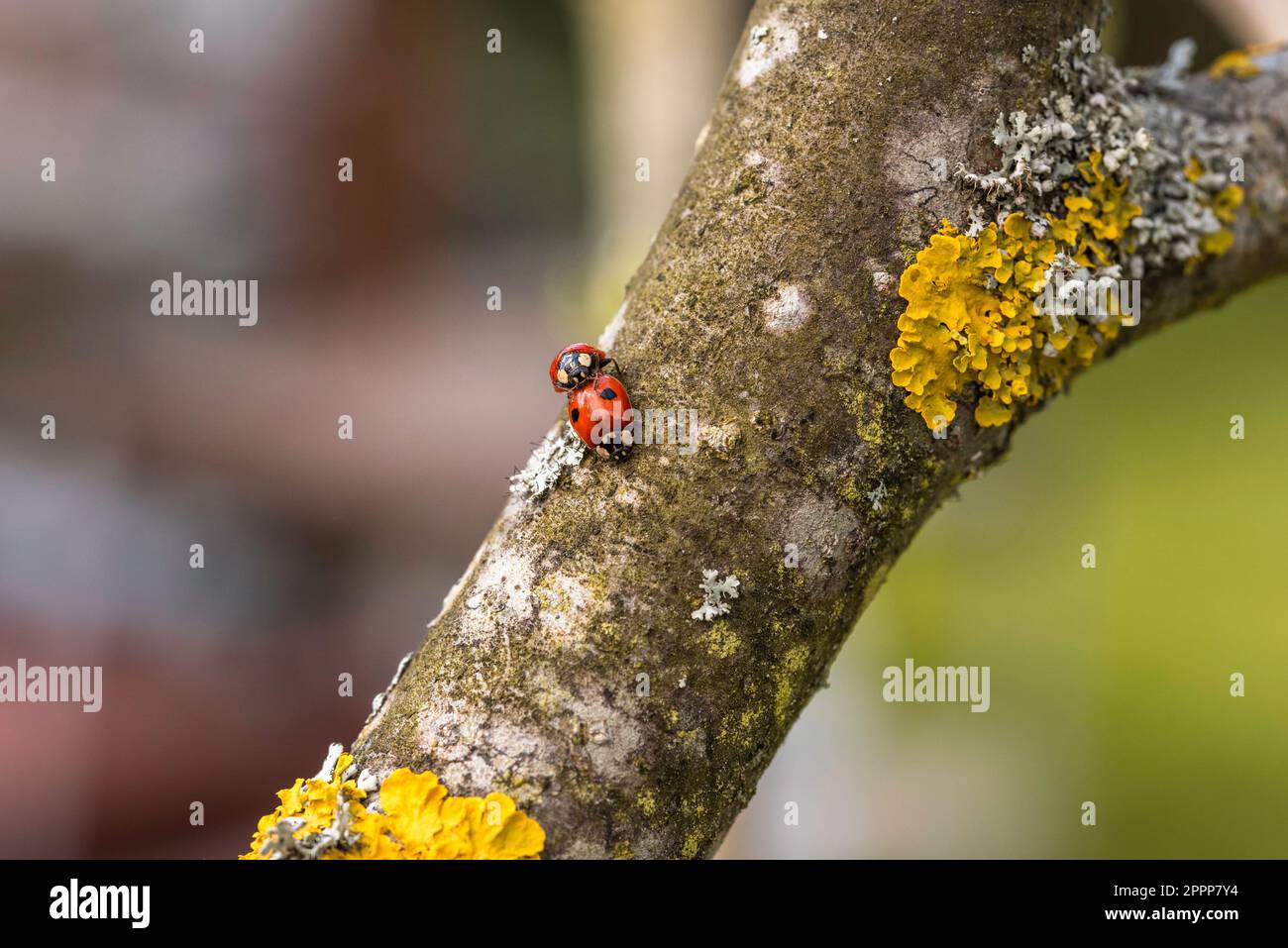 Mating ladybugs on the apple tree Stock Photo - Alamy