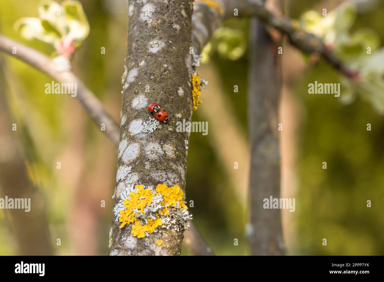 Mating ladybugs on the apple tree Stock Photo - Alamy